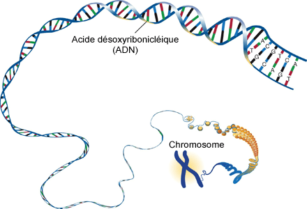 Test ADN -Tout savoir sur les tests ADN - ExpertADN.fr